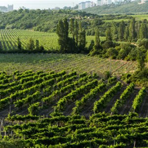 Chitosan Chitin Online | Chitosan Supplier - ChitoLytic